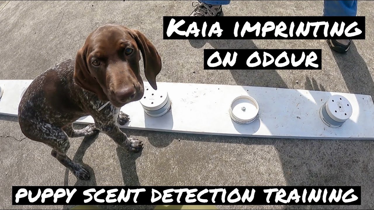 Puppy Imprinting on Odour | Scent Detection | Search and Rescue Dogs ...