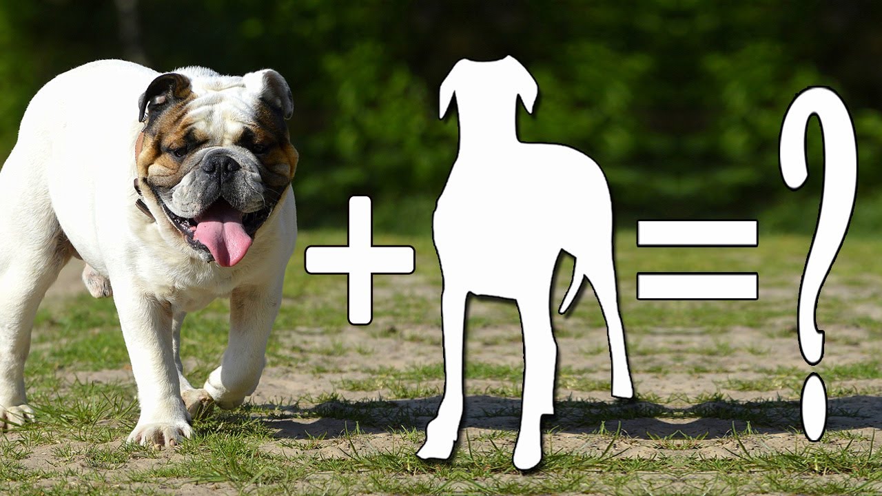 Top 10 Mythological Bulldog Mixes Cross Breed Dogs - YouTube