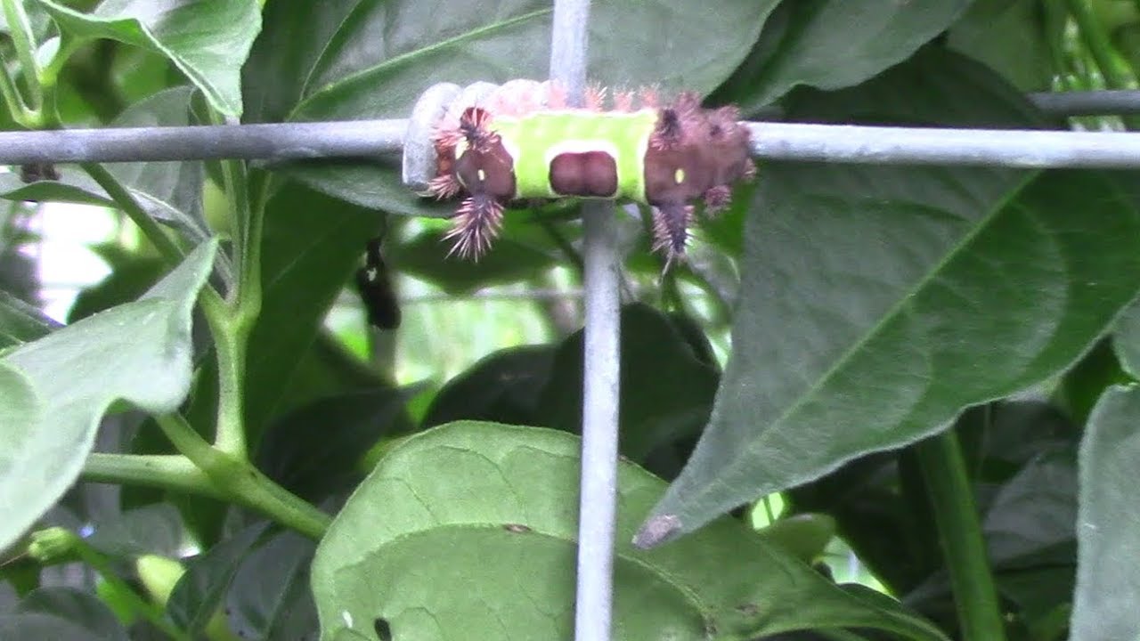 Pack Saddle stinging worm garden pest, worms - YouTube