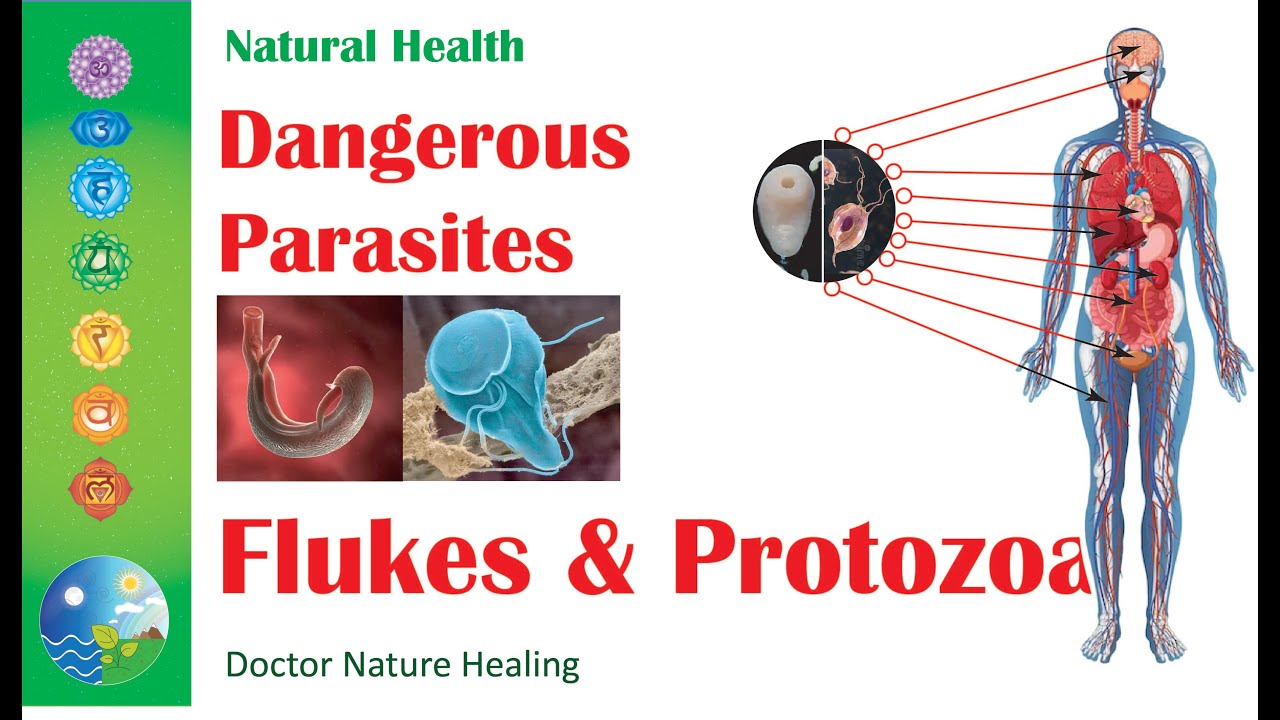 How Flukes TAKE OVER Your Body | Dangers of Human Parasites - YouTube