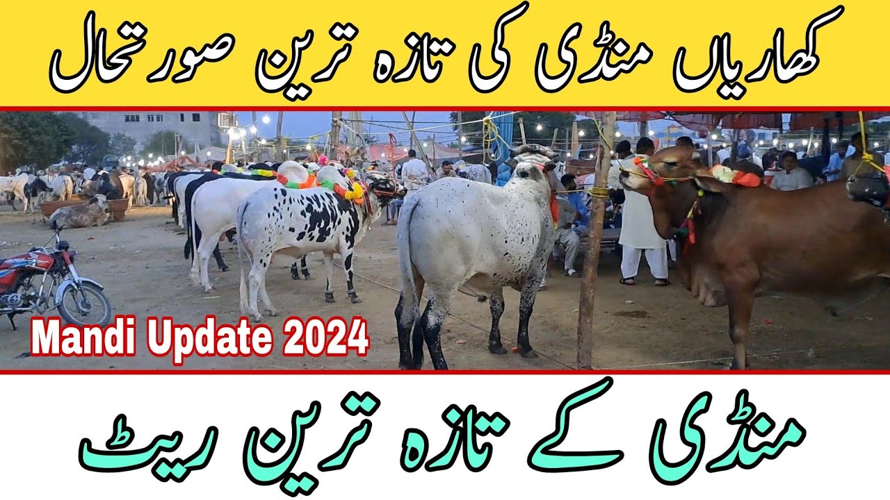 Kharian Cow Mandi 2024 | Latest Mandi Update | Latest Mandi Rates ...
