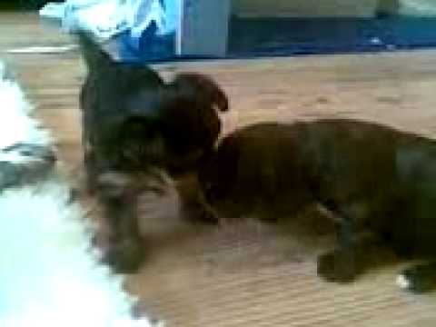 Sprockers! - YouTube