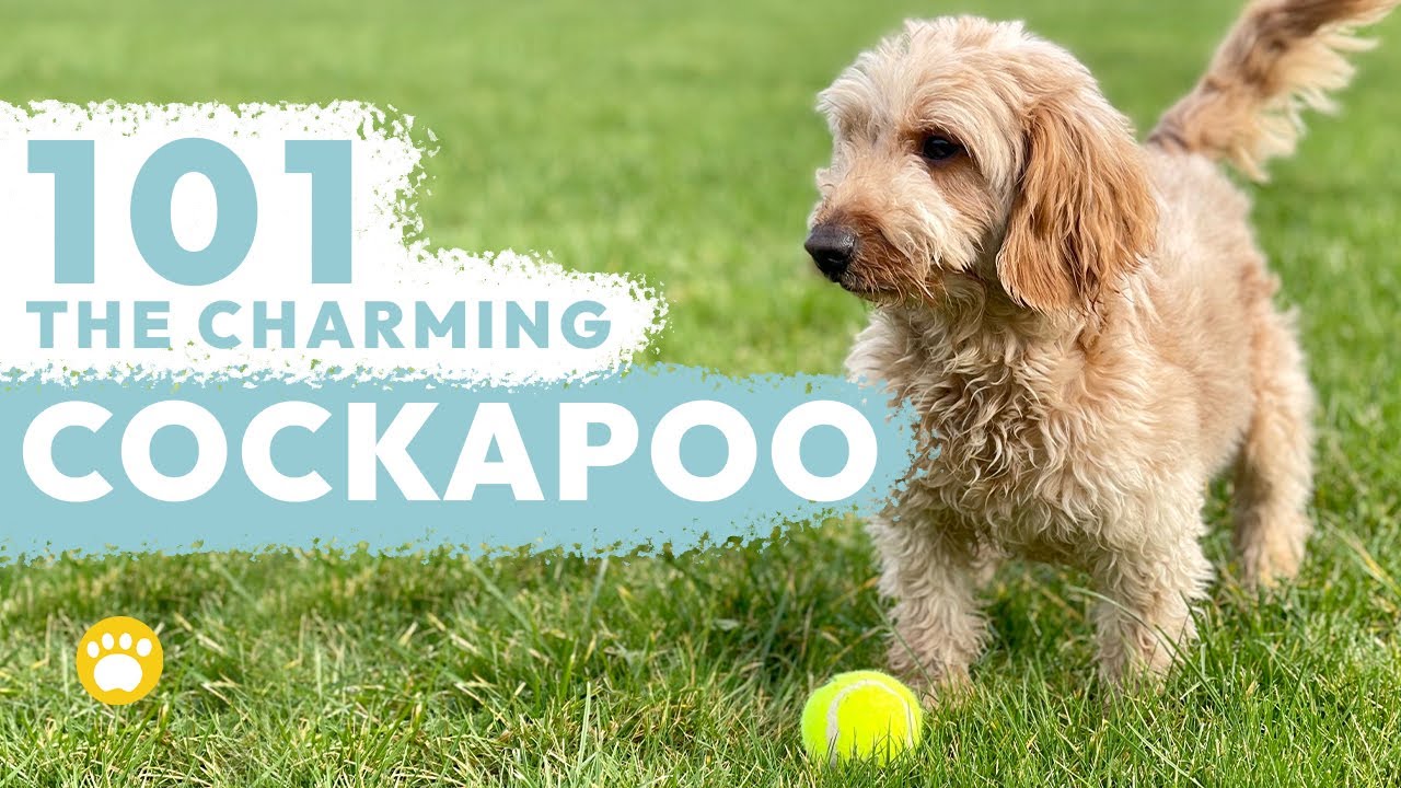 The Cockapoo 101 - YouTube