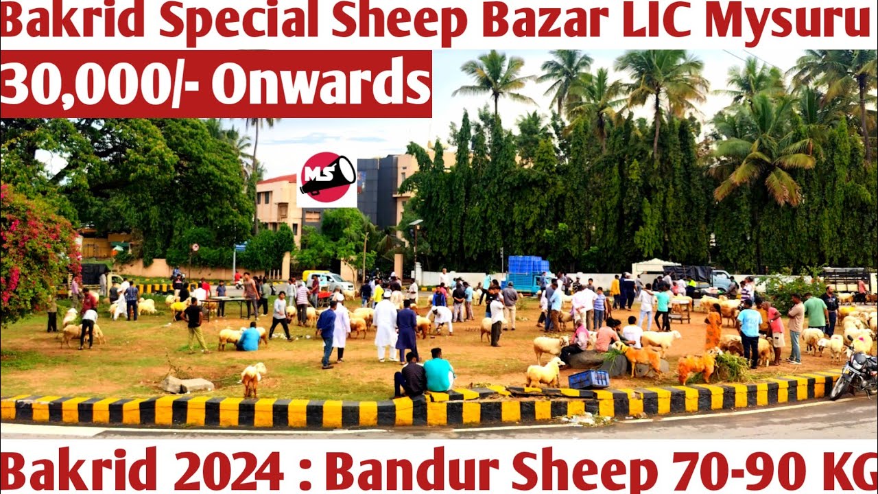 Bakrid Special Sheep Bazar @ LIC Circle Mysuru | Bandur Sheep @ Bakrid ...