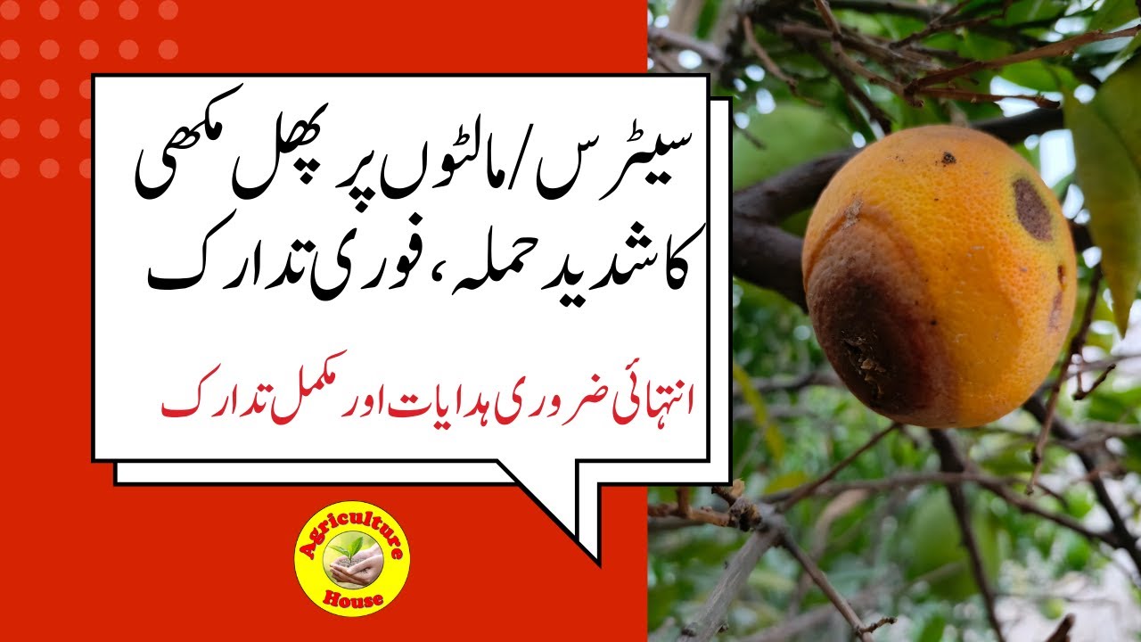 How to Control Citrus Fruit Fly/ Controlling Citrus Fruit Fly - YouTube