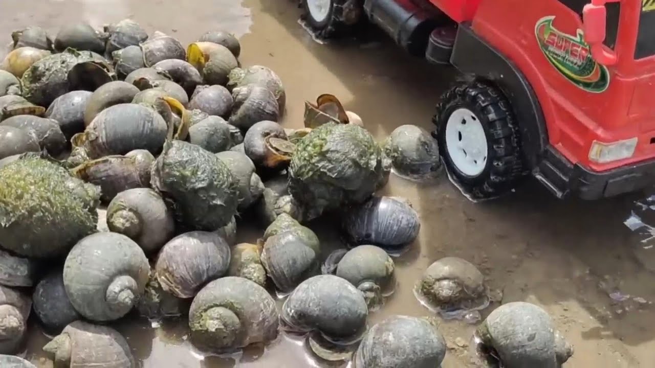 binatang rawa ada sapi kerbau katak bunglon keong mas katak ular laba ...