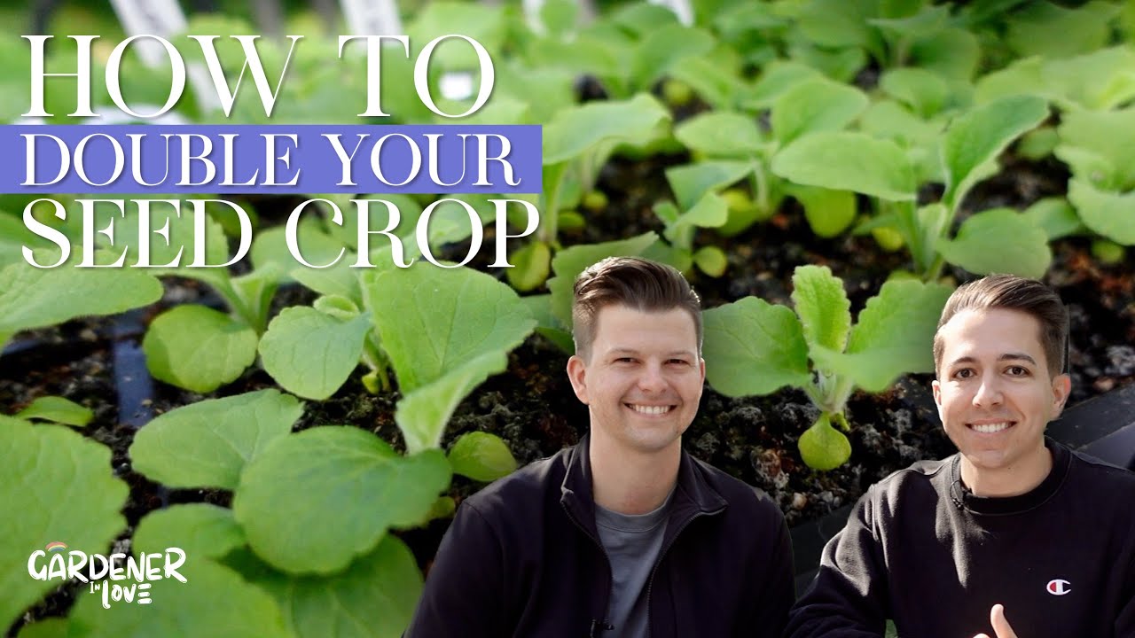 How to Double Your Seed Crop | Gardener in Love - YouTube