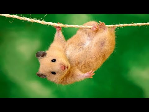 Worning ⚠️ Live Feeding Hamster | Frog Live Feeding | Hamster Live ...