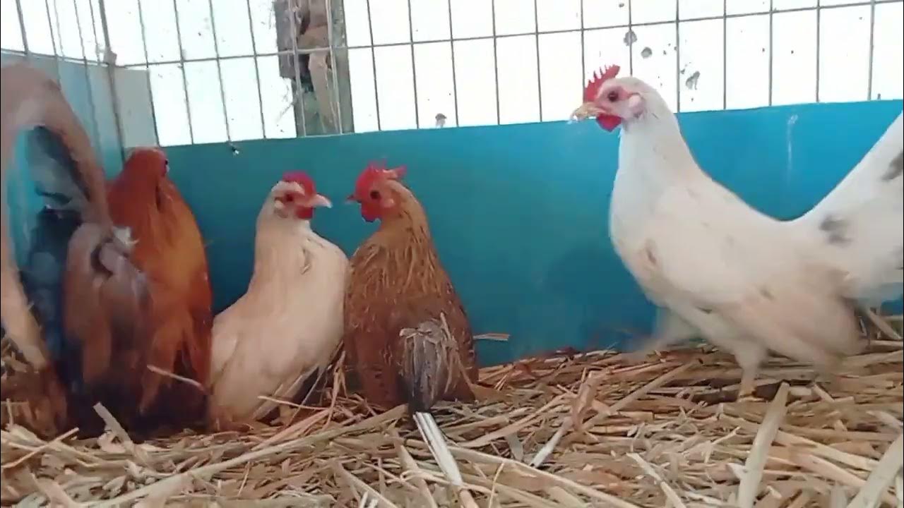 🐣🐓🇲🇽 CRIADERO LAS MARGARITAS 🐣🐓🇲🇽 🎃,. temporada 2025🐔 - YouTube