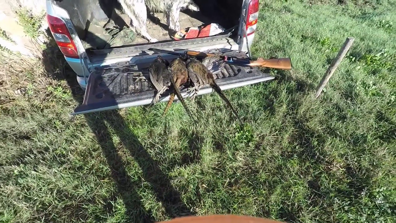 chasse au faisan avec setter anglais ( cachou et dipsie ) - YouTube