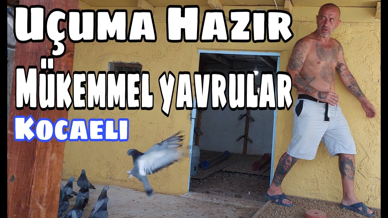 Uçuma Hazır Mükemmel Yavrular. Watsap.542.789.7680 Kocaeli Oyun Kuşu ...