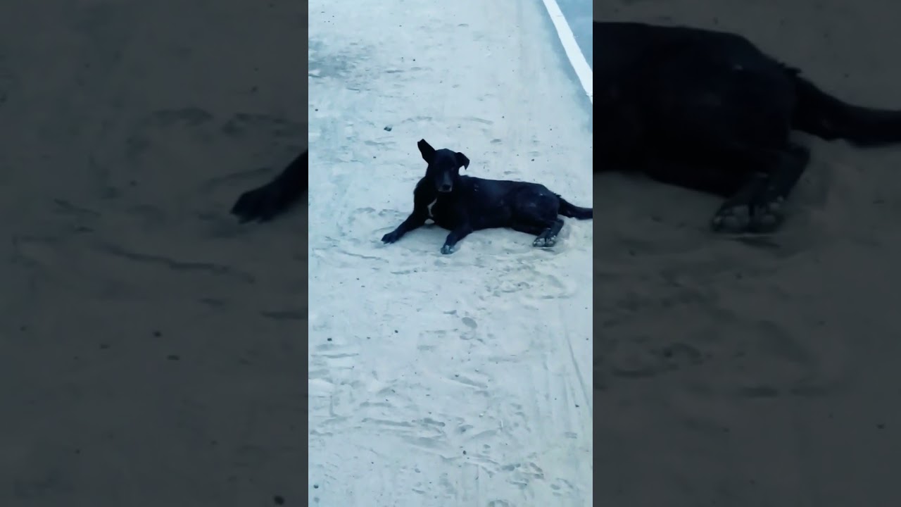 Animals already have so hard life, don't try to do such actions to make ...