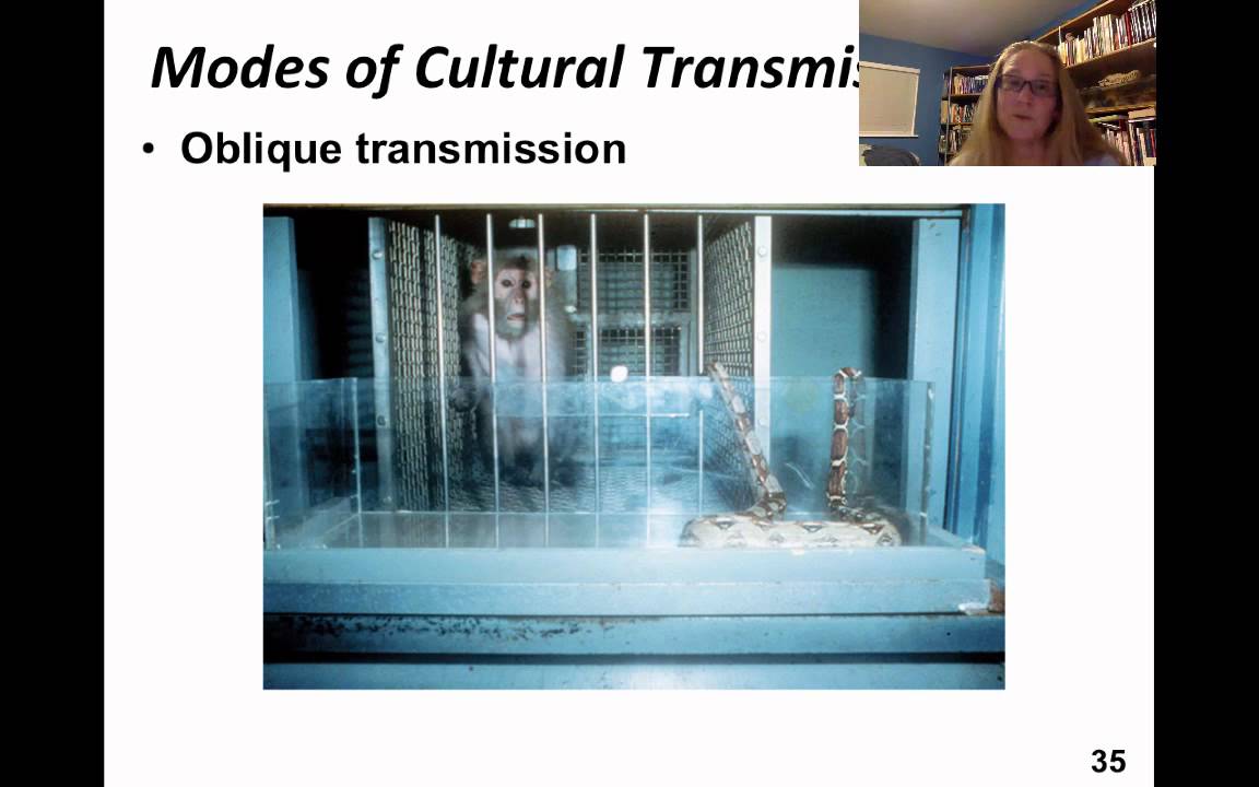 ANIMAL BEHAVIOR - CULTURAL LEARNING PART 2 - YouTube