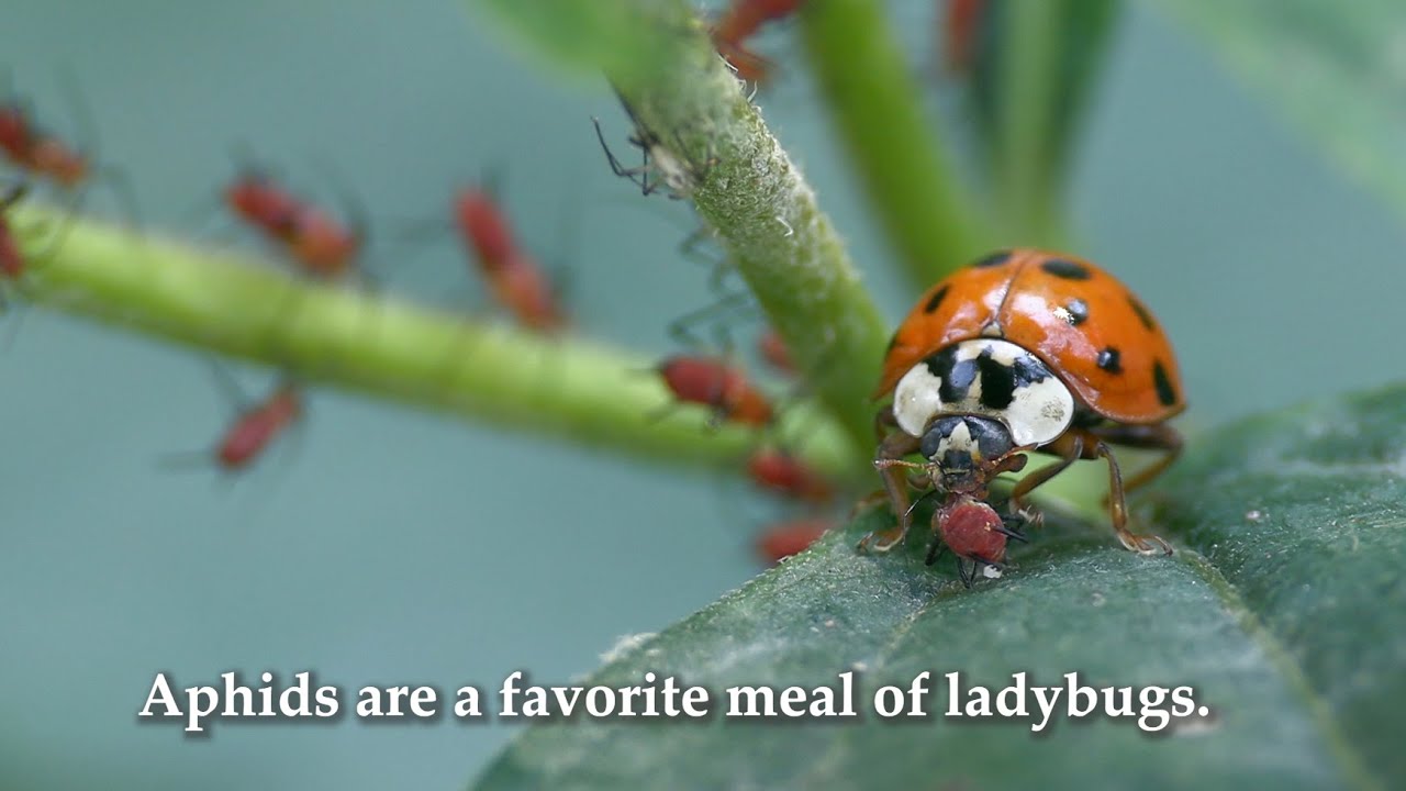 Ladybug Eating Aphid, Dagger Moth Caterpillar, Jagged Ambush Bug, & Others - YouTube