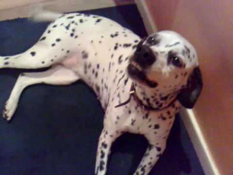 Smiling Dalmatian - YouTube