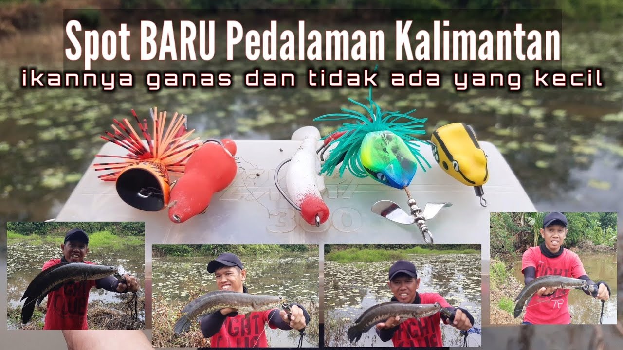 Mancing ikan gabus bertotol di rawa pedalaman Kalimantan Barat|| Dapat gabus-gabusan besar semua ...