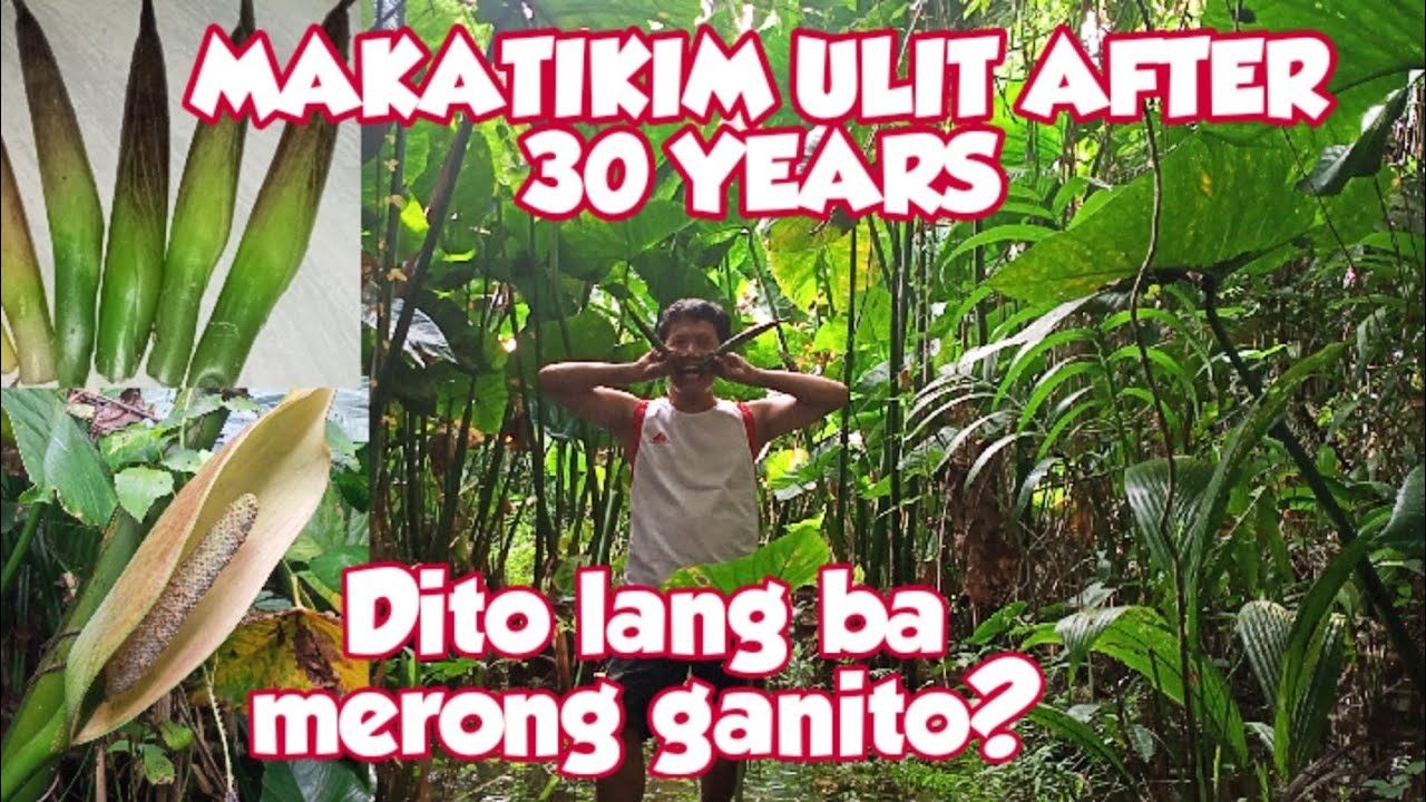 Edible Giant Taro, Palawan Not Badyang, Badjang, or Bajang ..whatever ...