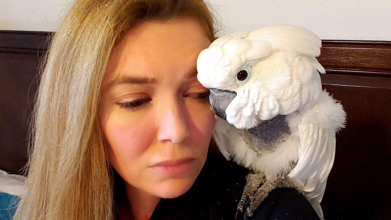 People Want Me to Euthanize My Rescued Cockatoo - YouTube