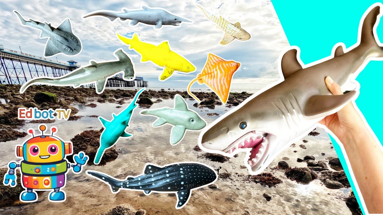 Shark Week Special | Learn Shark & Relatives Names & Facts for Kids ...