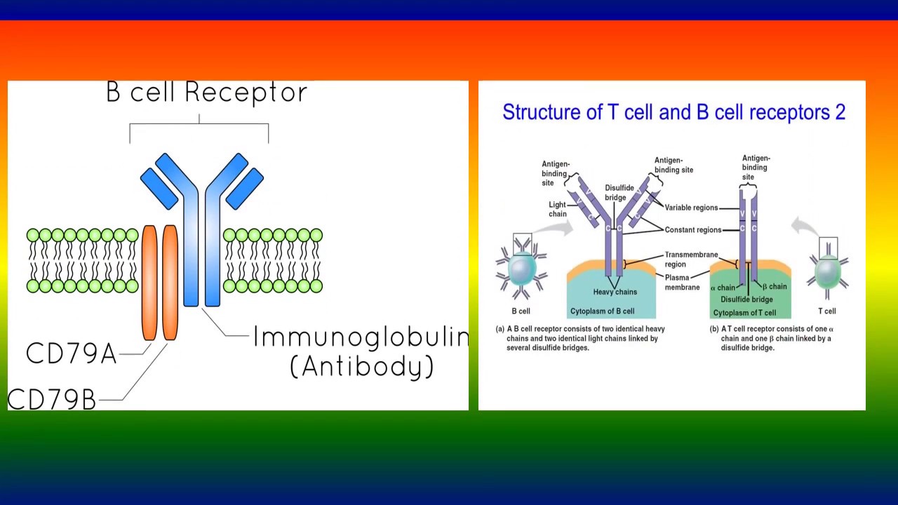 B Cell Receptors YouTube