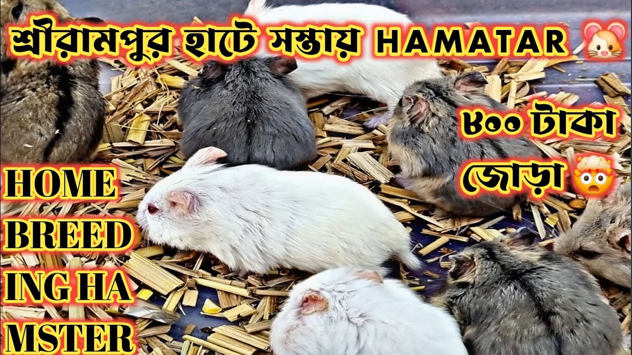 ৮০০ টাকায় জোড়া HAMSTAR 🤯 বাড়ি থেকে বাচ্ছা নিতে পারবেন _ 🐹🐹🐍 - YouTube