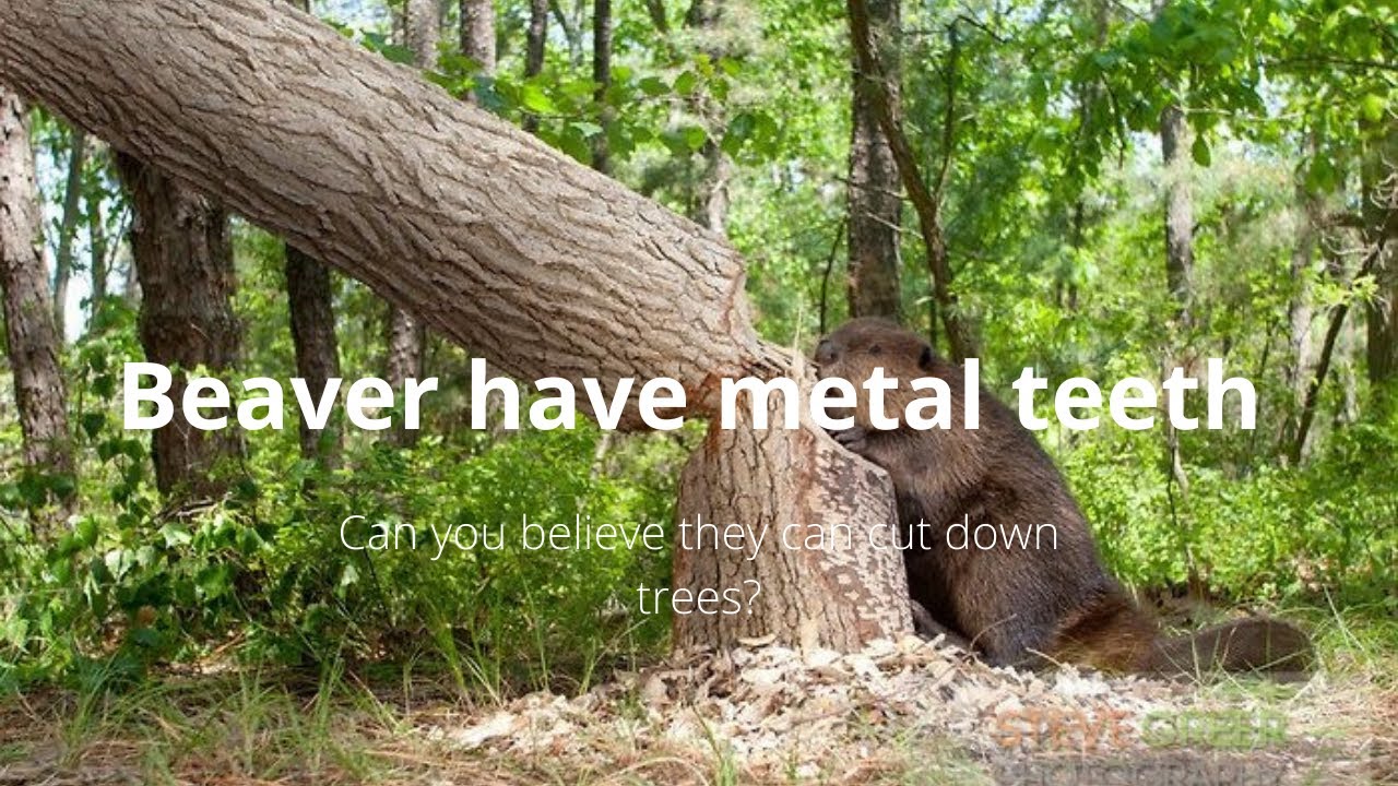 Beaver have metal teeth - YouTube