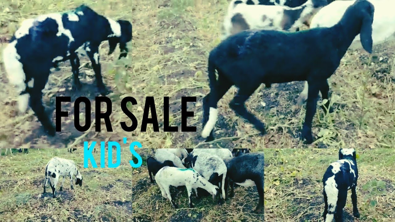 For sale Chattisgarh Malvi Breed sheep kid's बिकाऊ छत्तीसगढ मालवी नस्ल ...