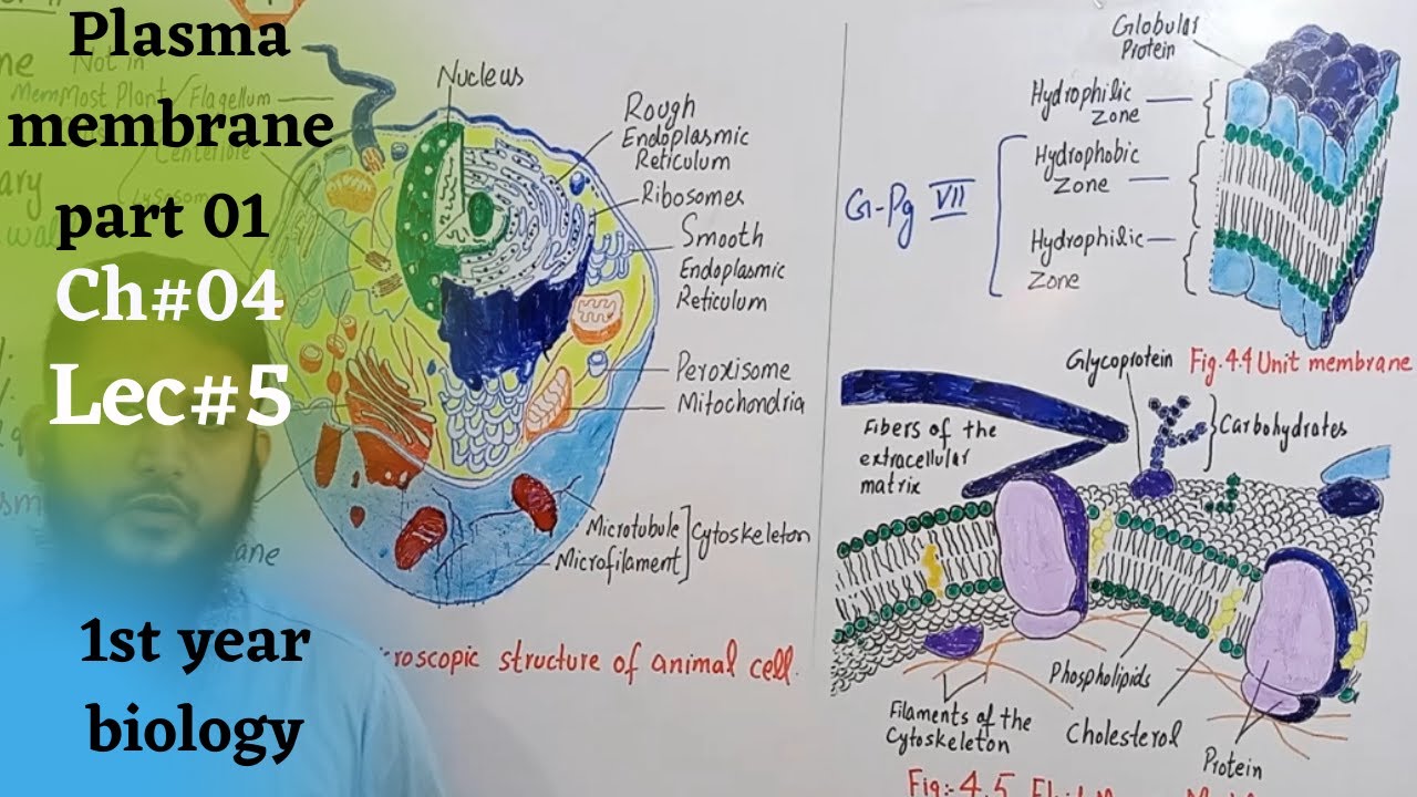 Plasma membrane | Cell membrane class 11 | part 1 - YouTube