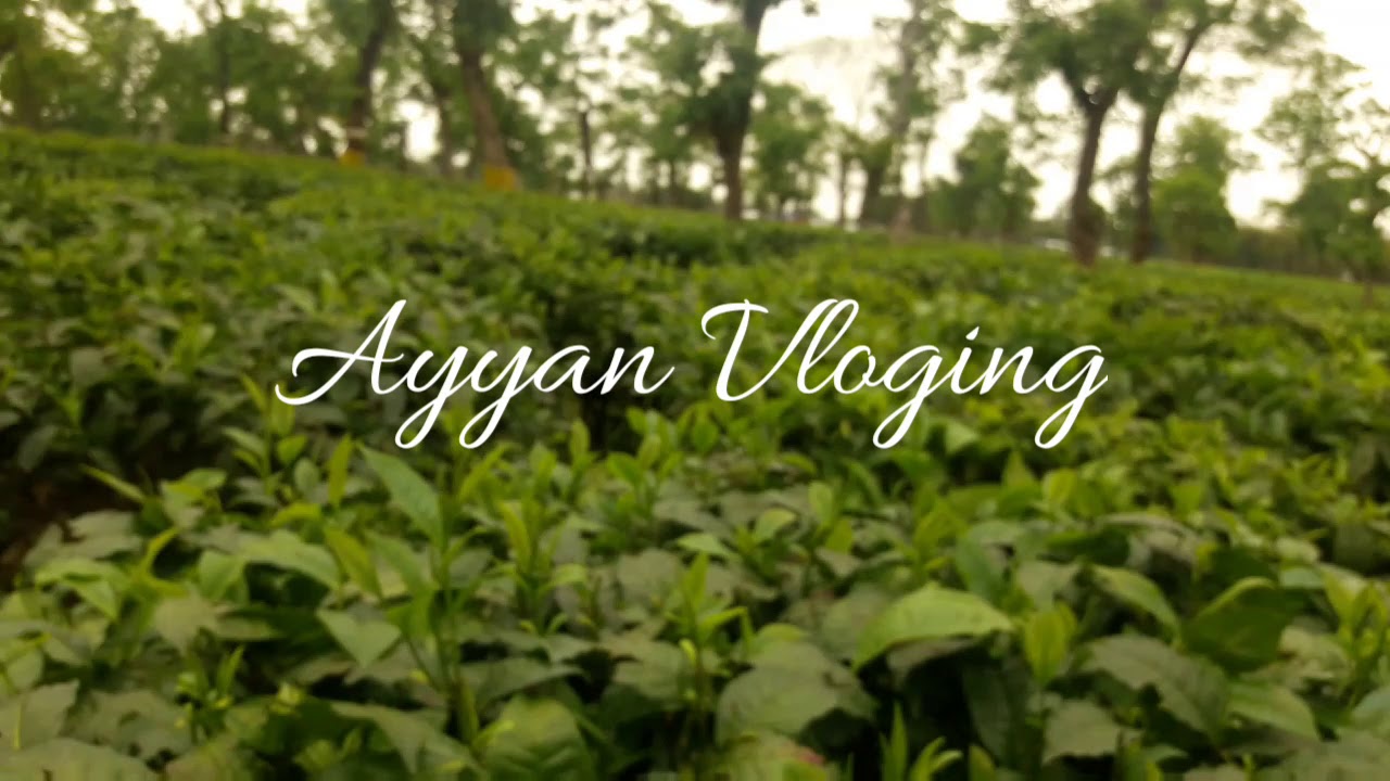 Bamunbari tea garden AYAN HUSSAIN BLOG IN - YouTube