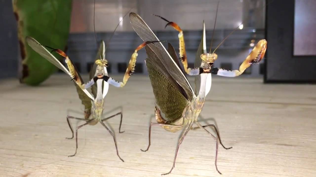 Viral Video UK: Parasphendale mantis males saying hello - YouTube