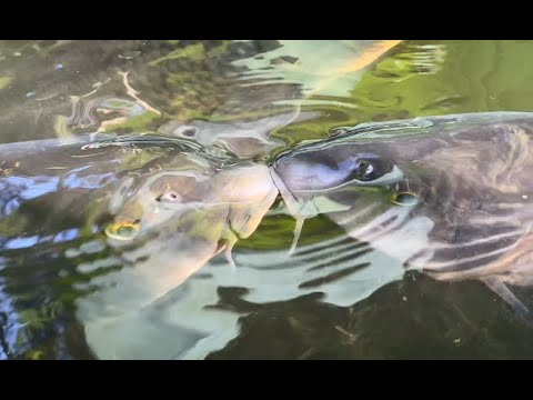 【癒し】自然音／セミの鳴き声。蓮の花。コイのキス！ 鯉の恋? ヒーリング／気づき／発想。Carp kiss! lovely carps ...