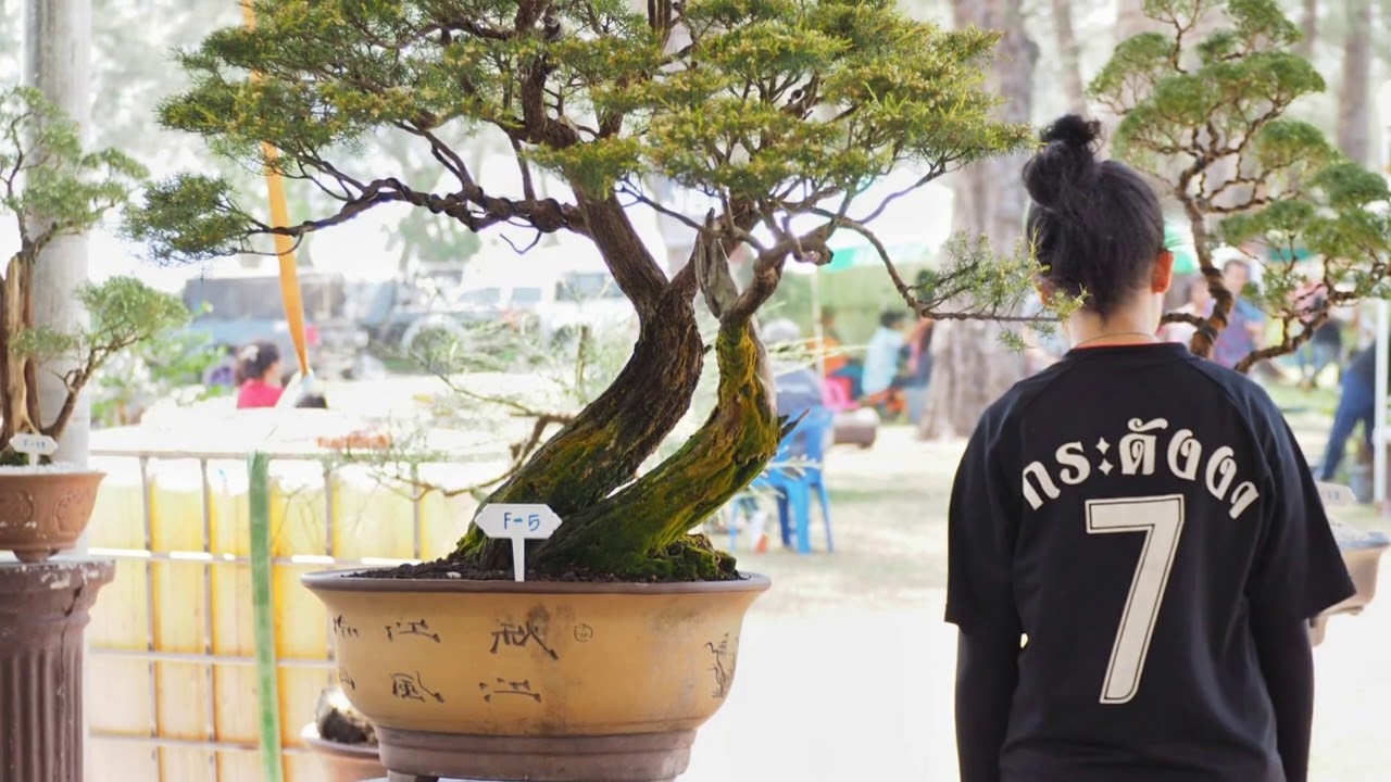 BONSAI tree BEAUTIFUL made in THAILAND part 4 - YouTube