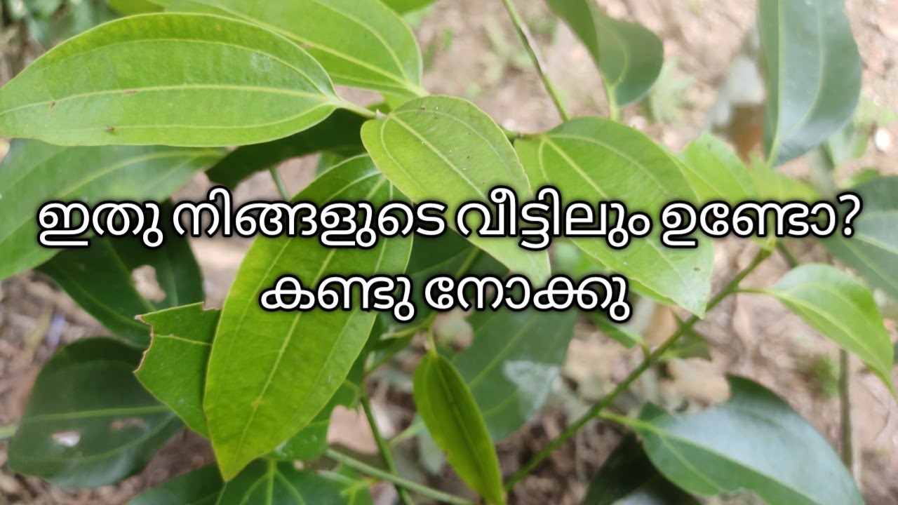 വീട്ടിലെ മരത്തിൽ നിന്നും കറുവാപട്ട ശേഖരിക്കാം/Cinnamon/Karuvapatta ...