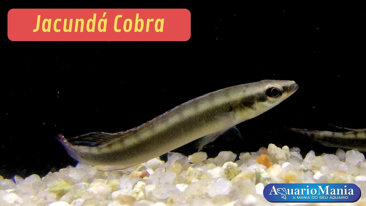 Jacunda Cobra (Crenicichla notophthalmus), disponíveis pra VENDA, Link ...