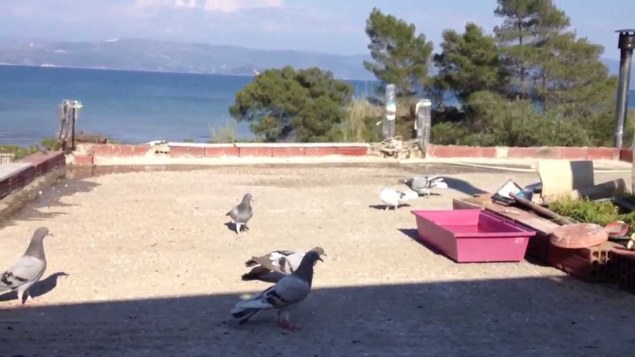 Περιστέρια Βουτες Κέρκυρα 21-03-2013 - YouTube