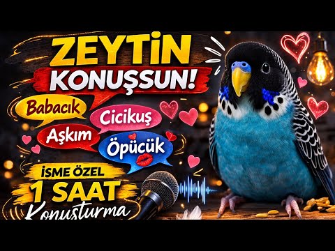 Zeytin ❤️ İsme Özel Muhabbet Kuşu Konuşma | Babacık Aşkım Cici Kuş Öpücük (1 Saat)