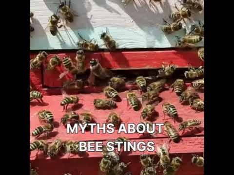 🚫 Let's debunk some common myths about bee stings! Myth: All bees sting ...