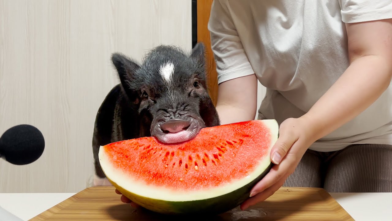 ASMR | Pig eating watermelon - YouTube