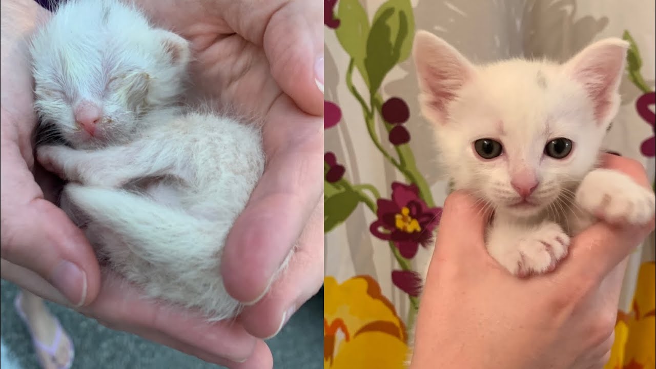 Miracle Kitten’s Dramatic Recovery & Reunion With Family - YouTube