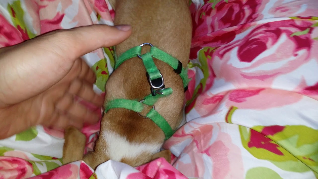 Tsiouaoua sleepy - YouTube