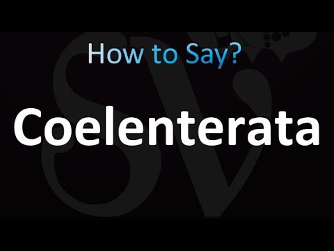 How to Pronounce Coelenterata (correctly!) - YouTube