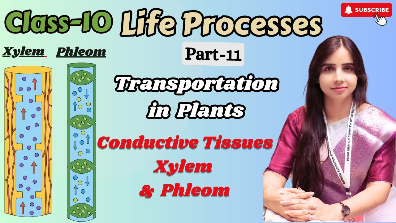 Class 10 | Life Process | Transportation in plants | Conducting Tissues ...