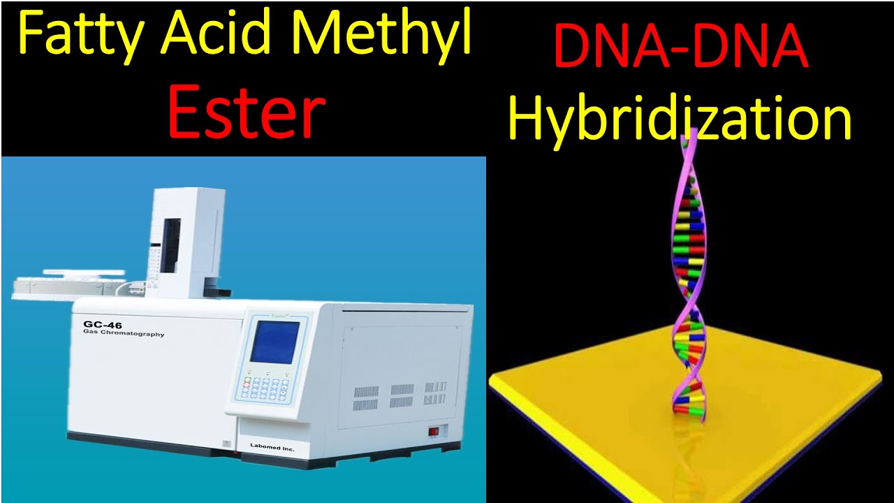 Fatty Acids Methyl Ester (FAME) II DNA DNA Hybridization II Molecular ...