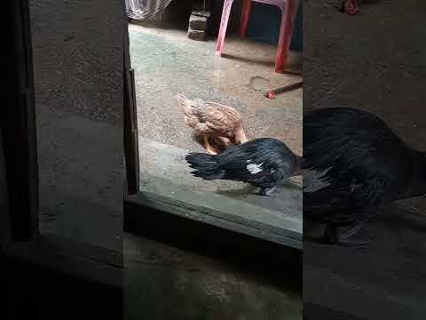 🇵🇰🇧🇩Mera duck ko and chickensko kaun sa gana deta hun vahi bataunga# ...