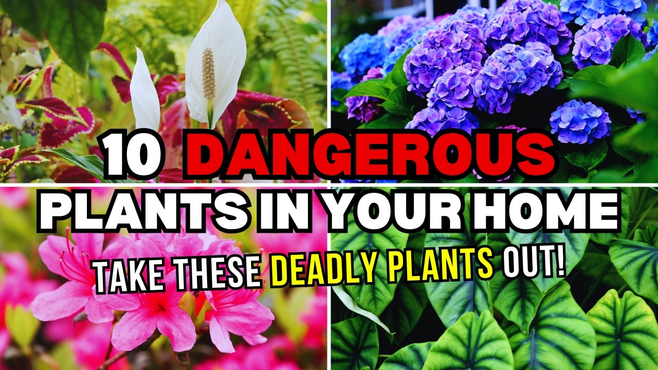 10 DEADLY Plants Lurking In Your Home | Dangerous Plants In Your Home ...