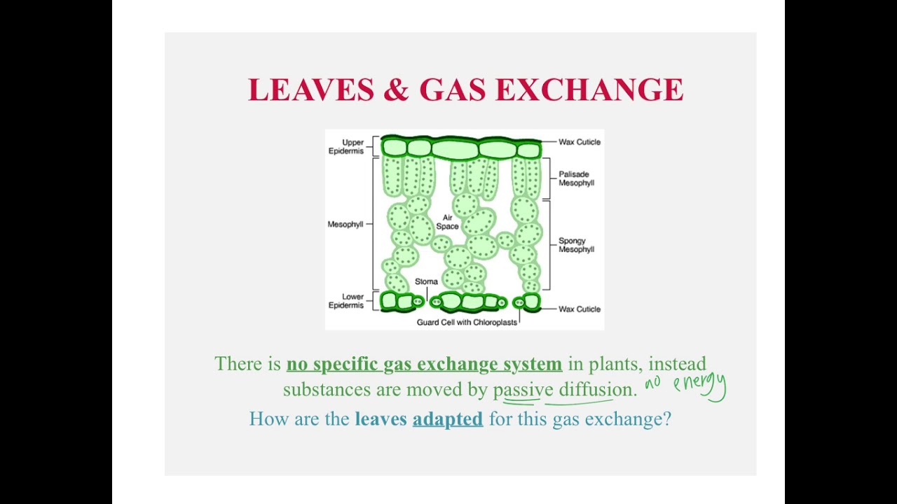 Module 3, Lesson 4 - Gas Exchange in Plants & Limiting Water Loss - YouTube