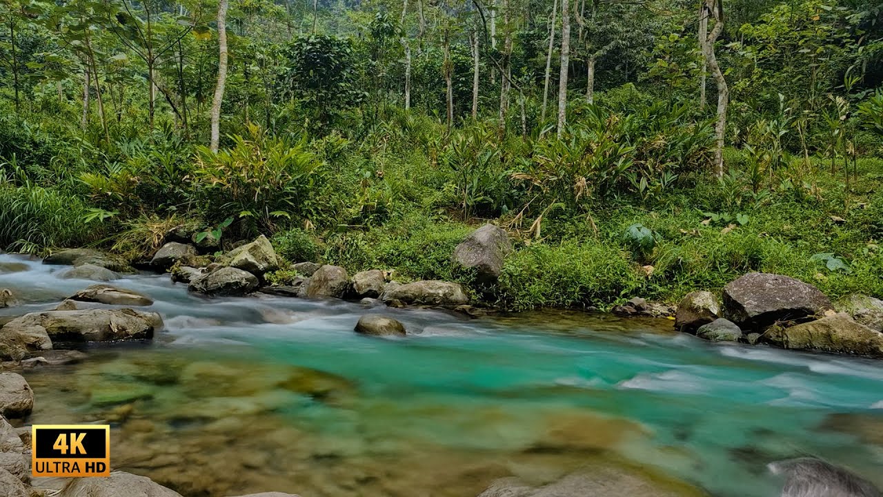 Tranquil Sleep Soundscape: ASMR Forest River, Birds Chirping & Rain | Calm Mind, No Ads - YouTube