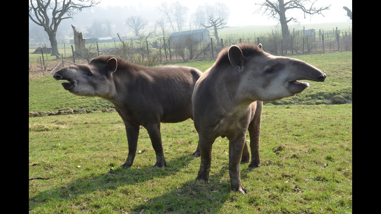 Tapir Fact File - YouTube