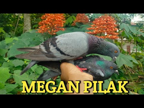 MERPATI MEGAN PILAK JOS GANDOS - YouTube