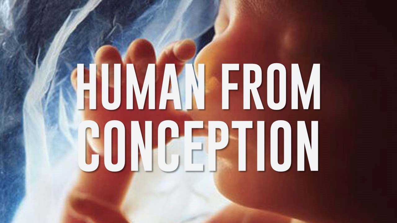 Human From Conception - YouTube